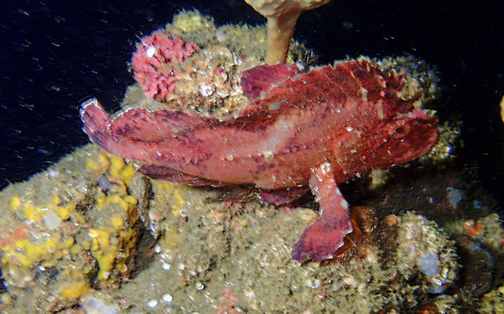 Leaf Scorpionfish from Sunshine Coast QLD, Australia on October 7, 2022 ...