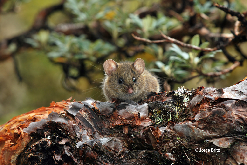 South American Mice and Rats (Sigmodontinae) - Know Your Mammals