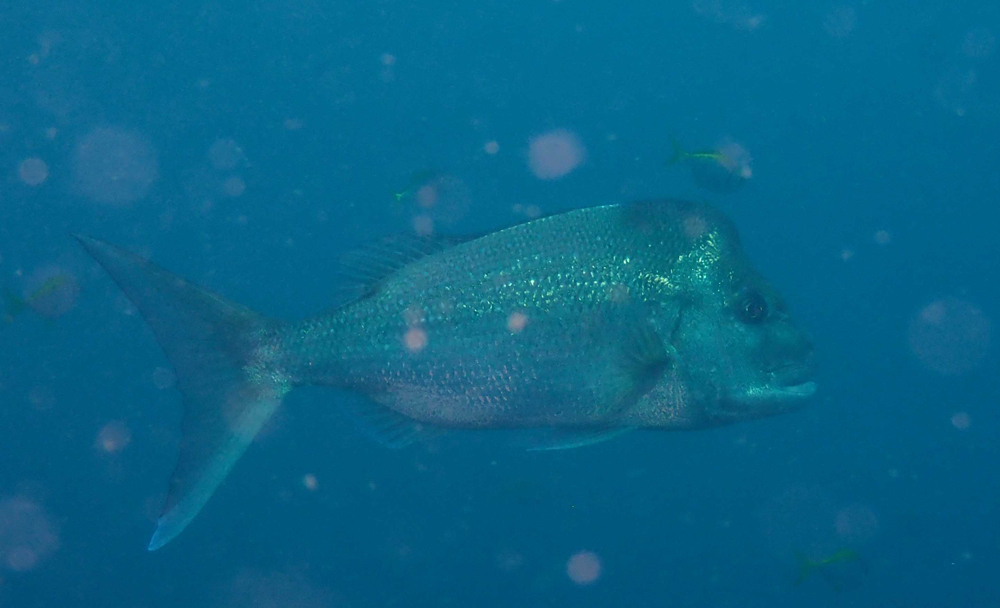 Australasian Snapper from Sunshine Coast QLD, Australia on February 18 ...