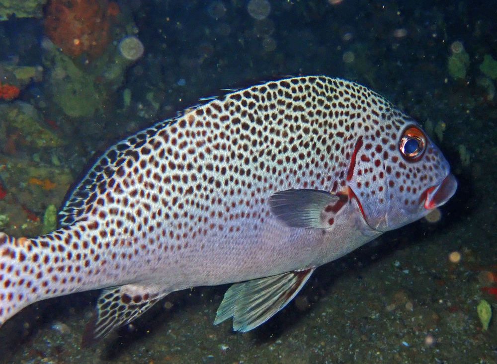 Plectorhinchus from Sunshine Coast QLD, Australia on January 20, 2023 ...