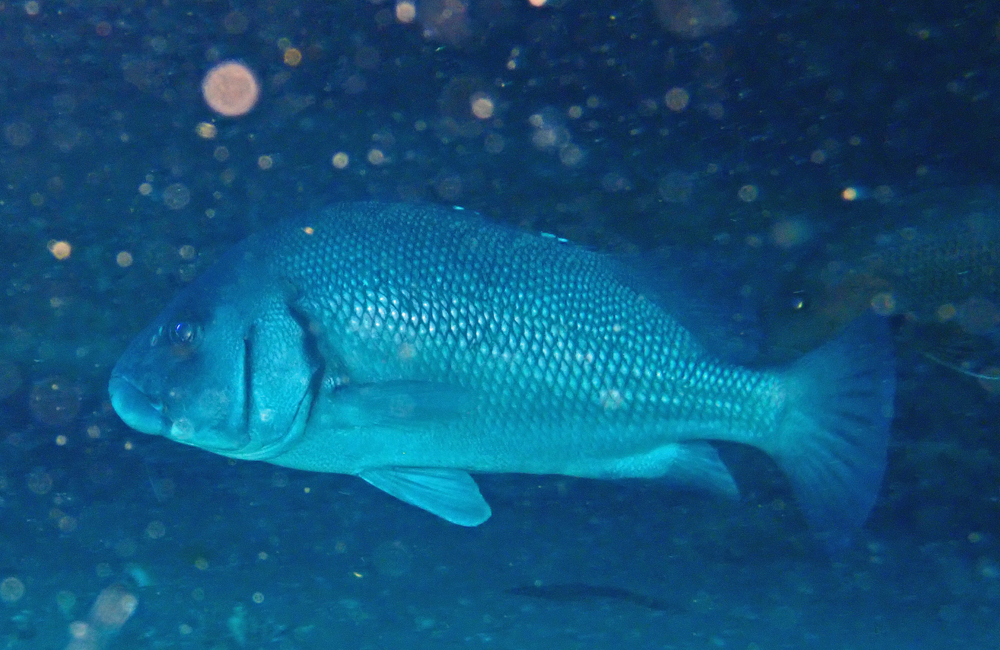 Blubberlip from Sunshine Coast QLD, Australia on March 28, 2023 at 11: ...