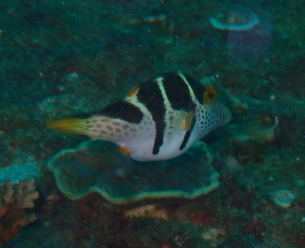 Blacksaddle Toby from Sunshine Coast QLD, Australia on February 18 ...