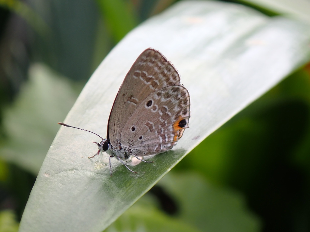 plains cupid in April 2021 by qin-jiao · iNaturalist