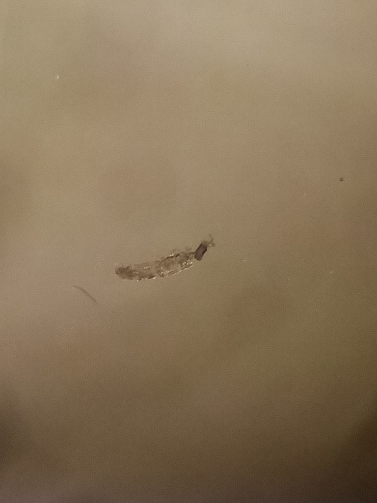 Elongate Springtails from Duvauchelle, New Zealand on March 17, 2023 by ...