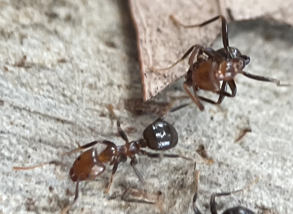 Papyrius from Dotswood, QLD, AU on June 22, 2023 at 04:36 PM by suecee ...