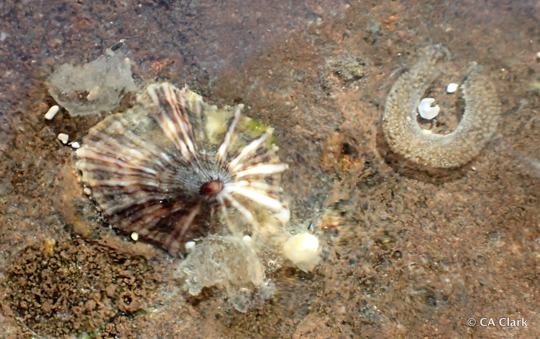 Siphonaria normalis A.Gould, 1846