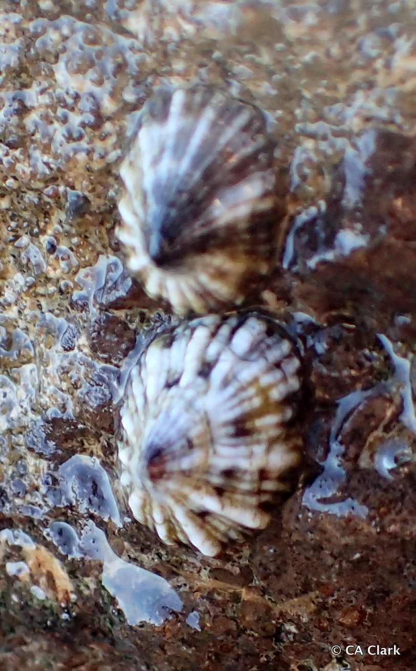 Siphonaria normalis A.Gould, 1846