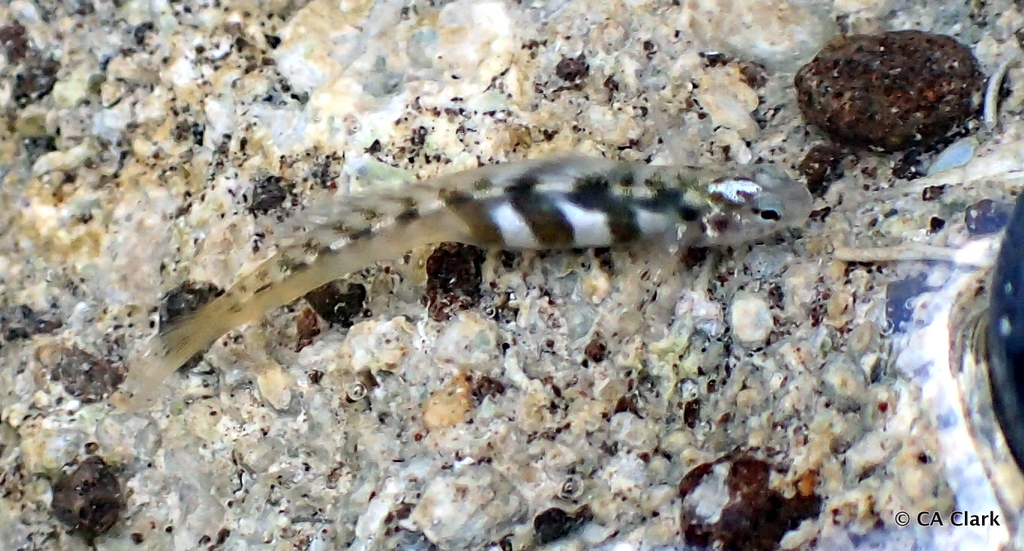 Barred Tidepool Goby (Reef Fish of the Hawaiian Islands) · iNaturalist
