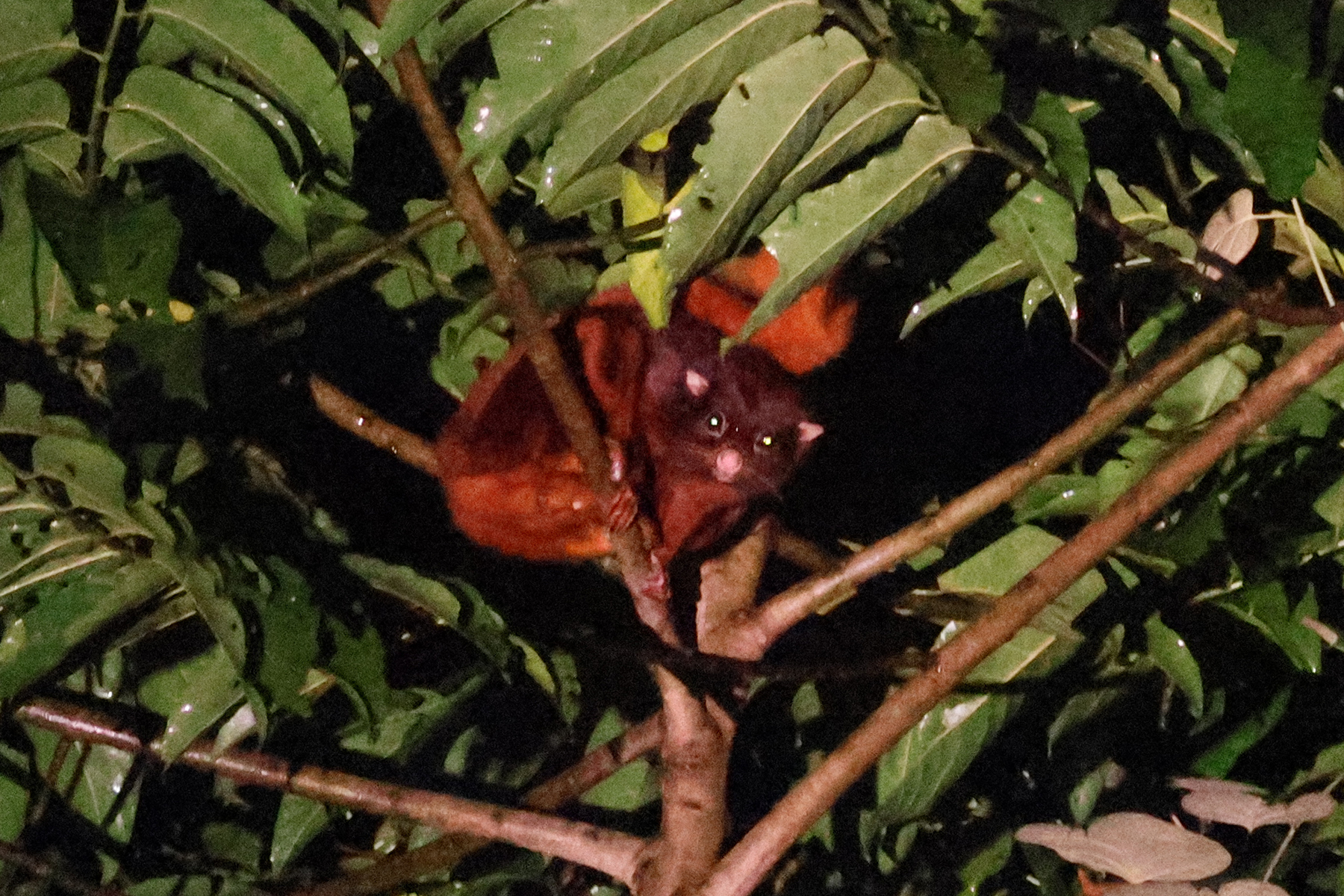 Aeromys Robinson & Kloss, 1915