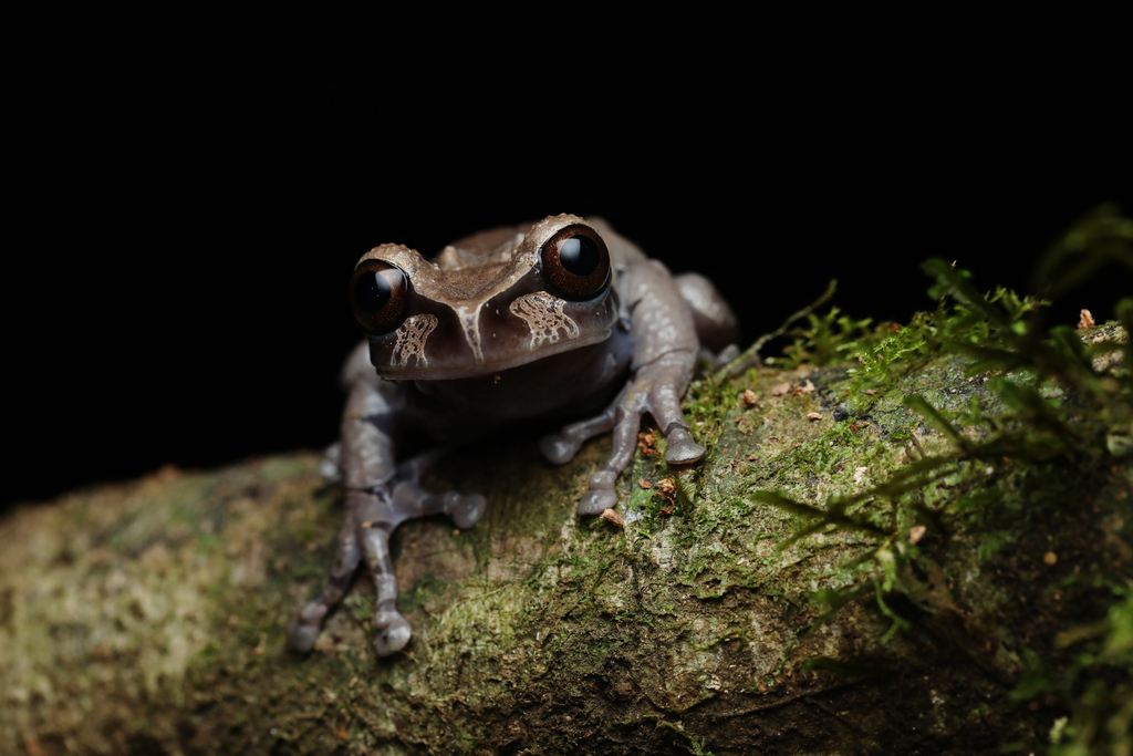 Coronated Tree Frog in March 2023 by Vojtěch Víta · iNaturalist