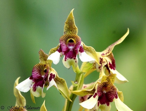 Latouria Dendrobiums (Section Latouria) · iNaturalist