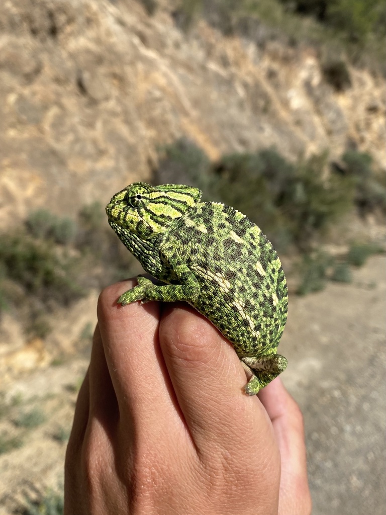 Common Chameleon in June 2023 by Hanno Korten · iNaturalist