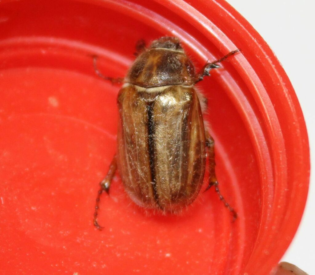 Summer Chafer from Netherton, Dudley, UK on June 22, 2023 at 07:05 AM ...