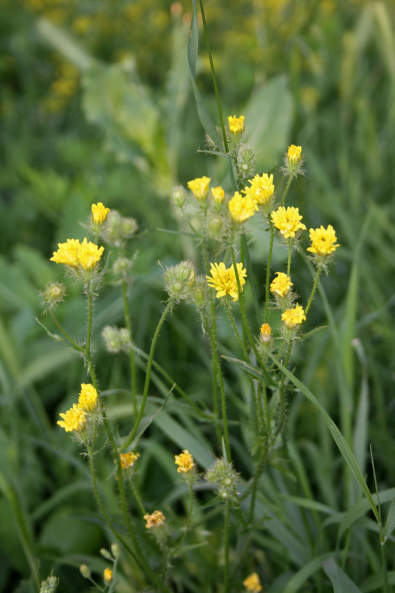 Crepis setosa Haller fil.