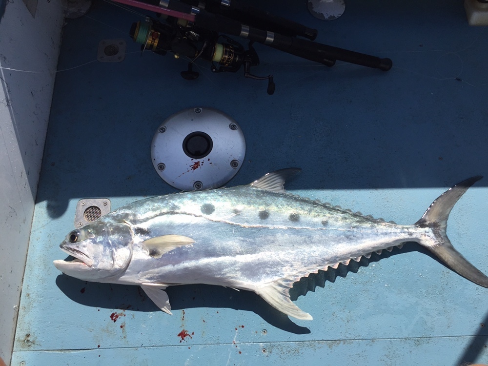 Giant Queenfish from Coral Sea, Dunk, QLD, AU on June 19, 2023 at 12:09 ...