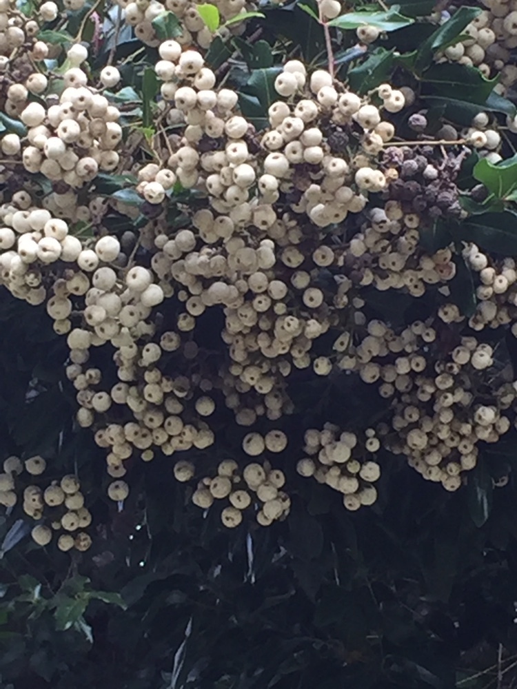 Lilly Pilly from Wheatley Rd, Wongaling Beach, QLD, AU on June 22, 2023 ...