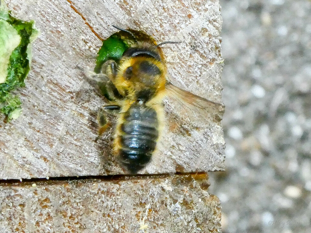 Wood-carving Leafcutter Bee from BG Bude, UK on June 19, 2023 at 08:10 ...