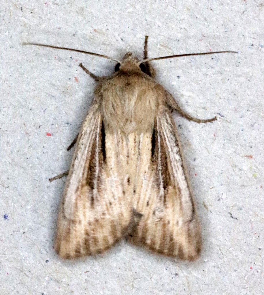 Heterodox Wainscot Moth from Newfoundland and Labrador, Canada on June ...