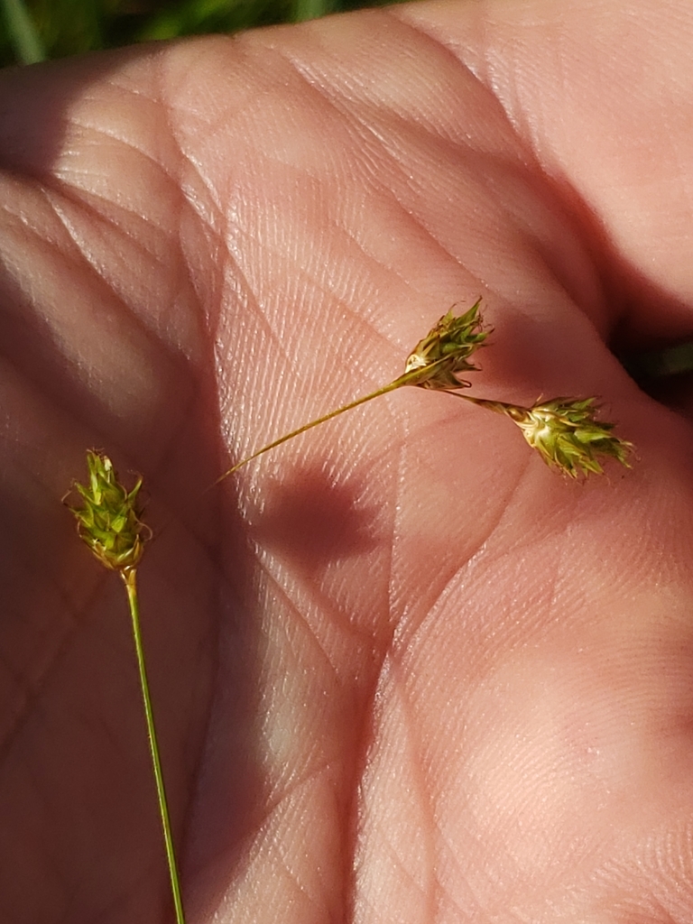 Delicate Quill Sedge from Miller Lake, ON N0H 1Z0, Canada on June 20 ...