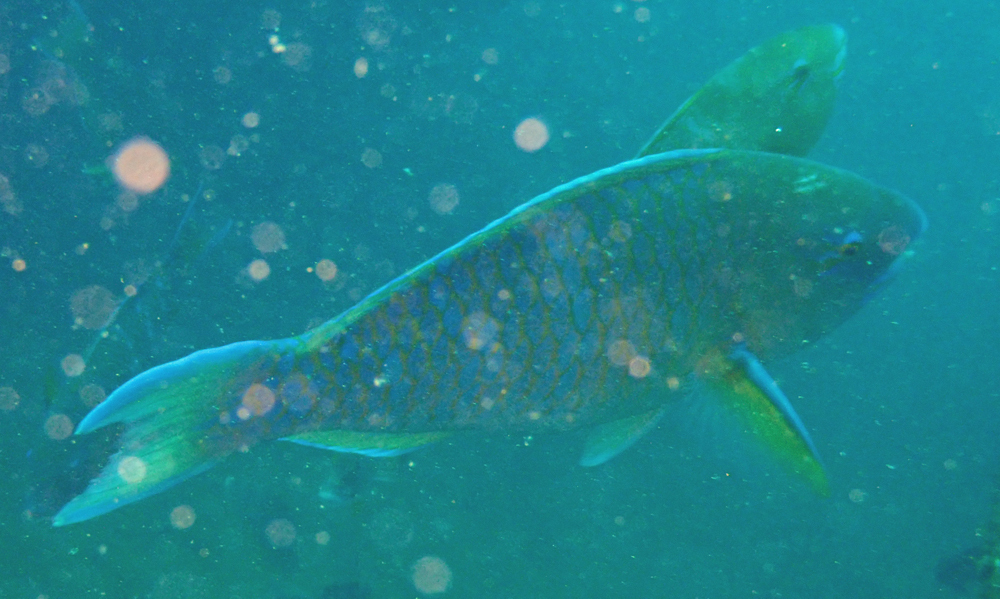 Bluebarred Parrotfish from Sunshine Coast QLD, Australia on August 19 ...