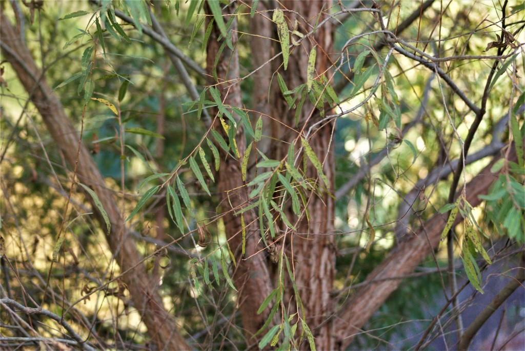 ahuejotes desde Santiago, N.L., México el 28 de diciembre de 2017 a las ...
