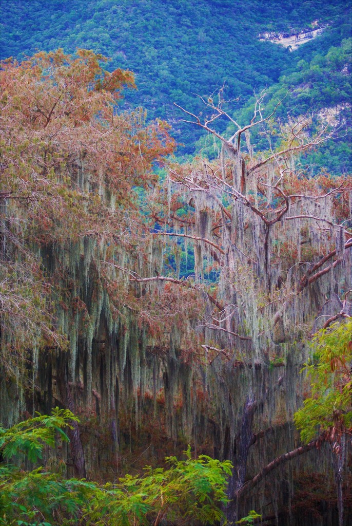 Montezuma cypress from Santiago, N.L., México on December 2, 2018 by ...