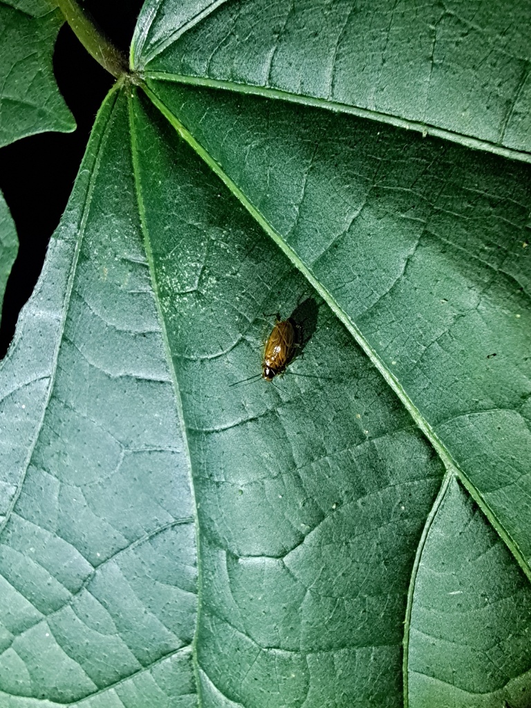 Anaplecta from Nanjing, CN-JS, CN on June 21, 2023 at 08:36 PM by Leo ...