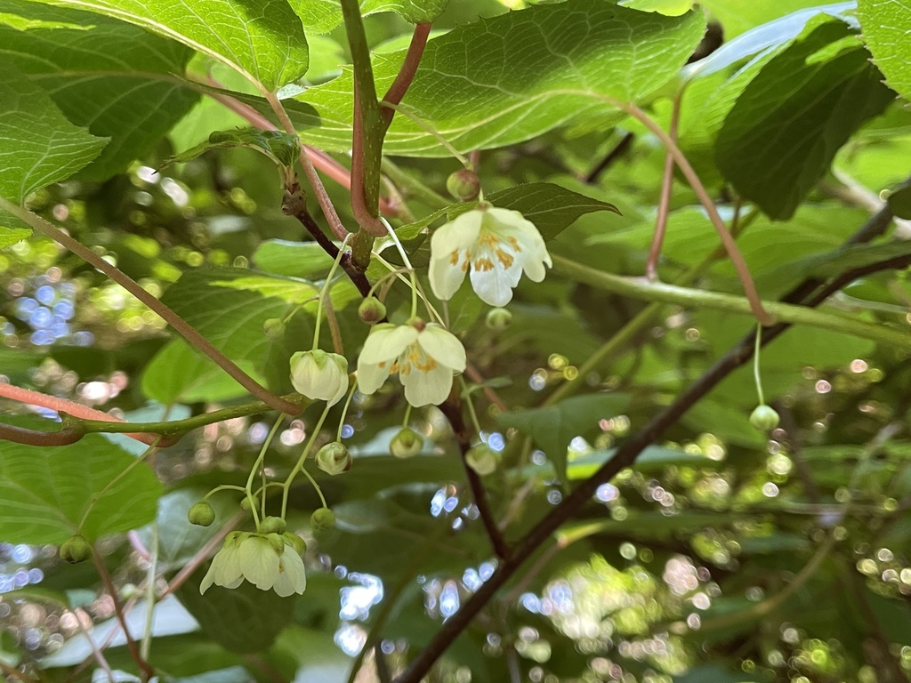 Chinese gooseberries and kiwifruits (Actinidiaceae) - Botanical Realm