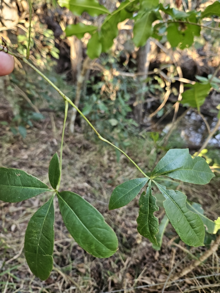 Pepper Vine from Booyal QLD 4671, Australia on June 22, 2023 at 03:44 ...