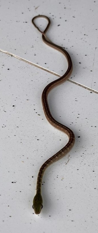 Günther's Forest Racer from Manta on June 22, 2023 at 06:57 AM by ...