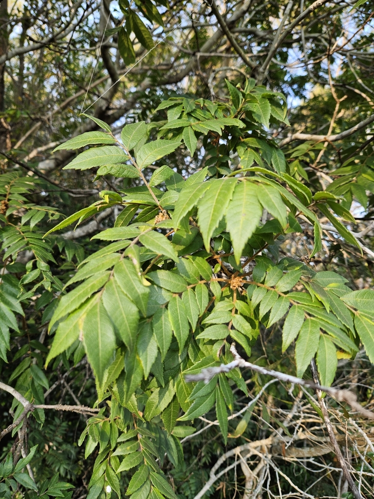 Fern Top from Booyal QLD 4671, Australia on June 22, 2023 at 03:24 PM ...