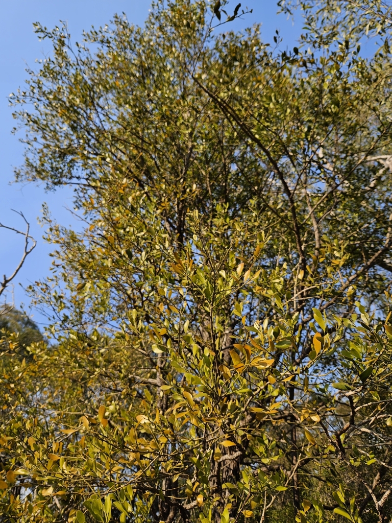 Broad Leaved Native Cherry from Booyal QLD 4671, Australia on June 22 ...
