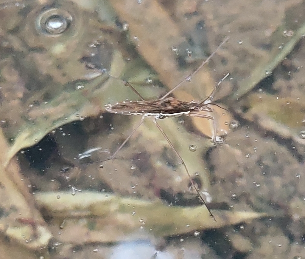 Macrogerris from 贵州省黔南布依族苗族自治州都匀市高寨 on June 22, 2023 at 07:40 PM by Simba · iNaturalist