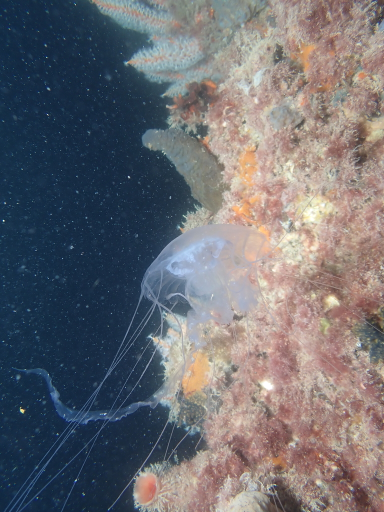 Sea Nettles from Cockburn, WA, Australia on January 21, 2023 at 08:58 ...