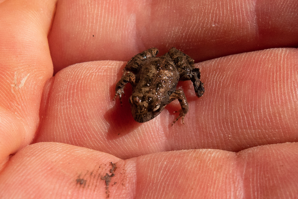 Common Eastern Froglet from Slaty Creek VIC 3477, Australia on April 26, 2023 at 11:48 AM by ...