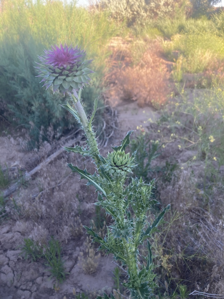 musk thistle from Petrified Forest National Park, Concho, AZ, US on ...