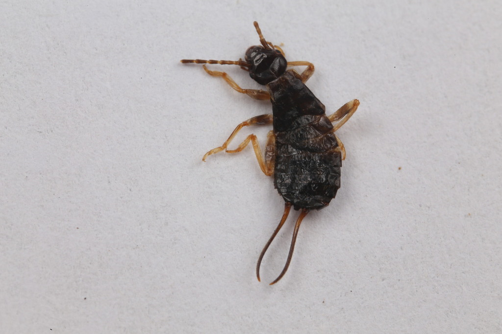 Common Earwigs from Beijing, Beijing, CN on May 15, 2022 at 04:12 PM by ...