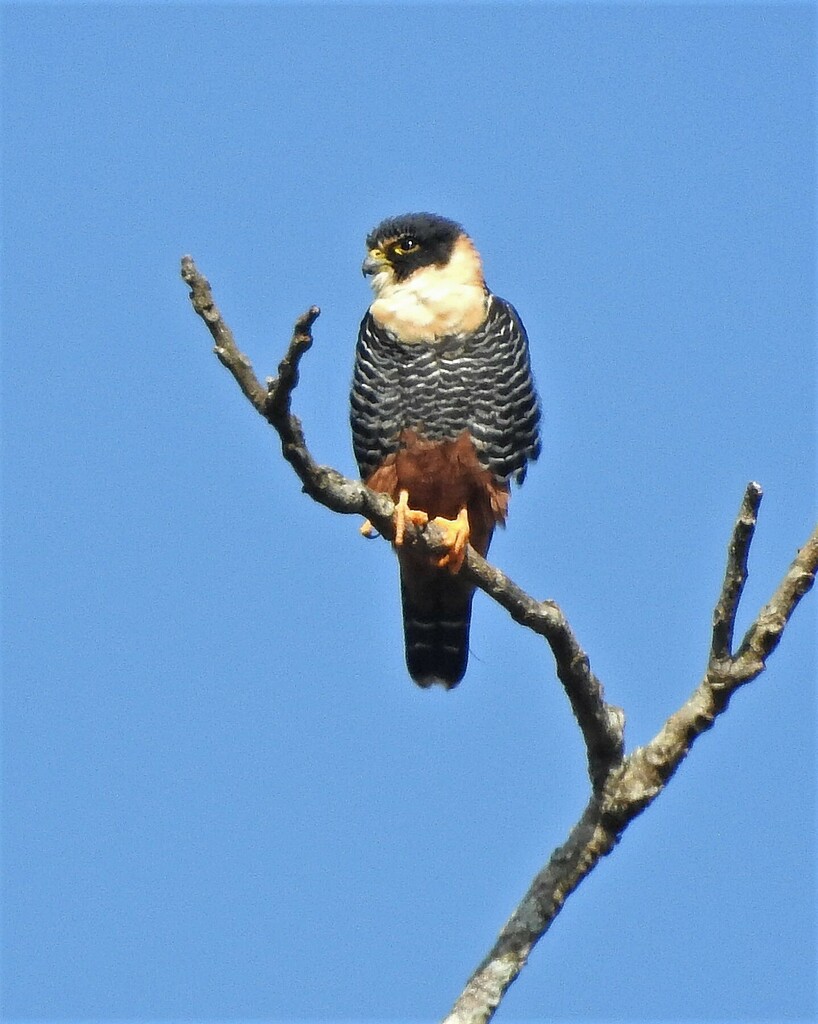 Bat Falcon from San Pedro, Misiones, Argentina on July 22, 2019 at 01: ...