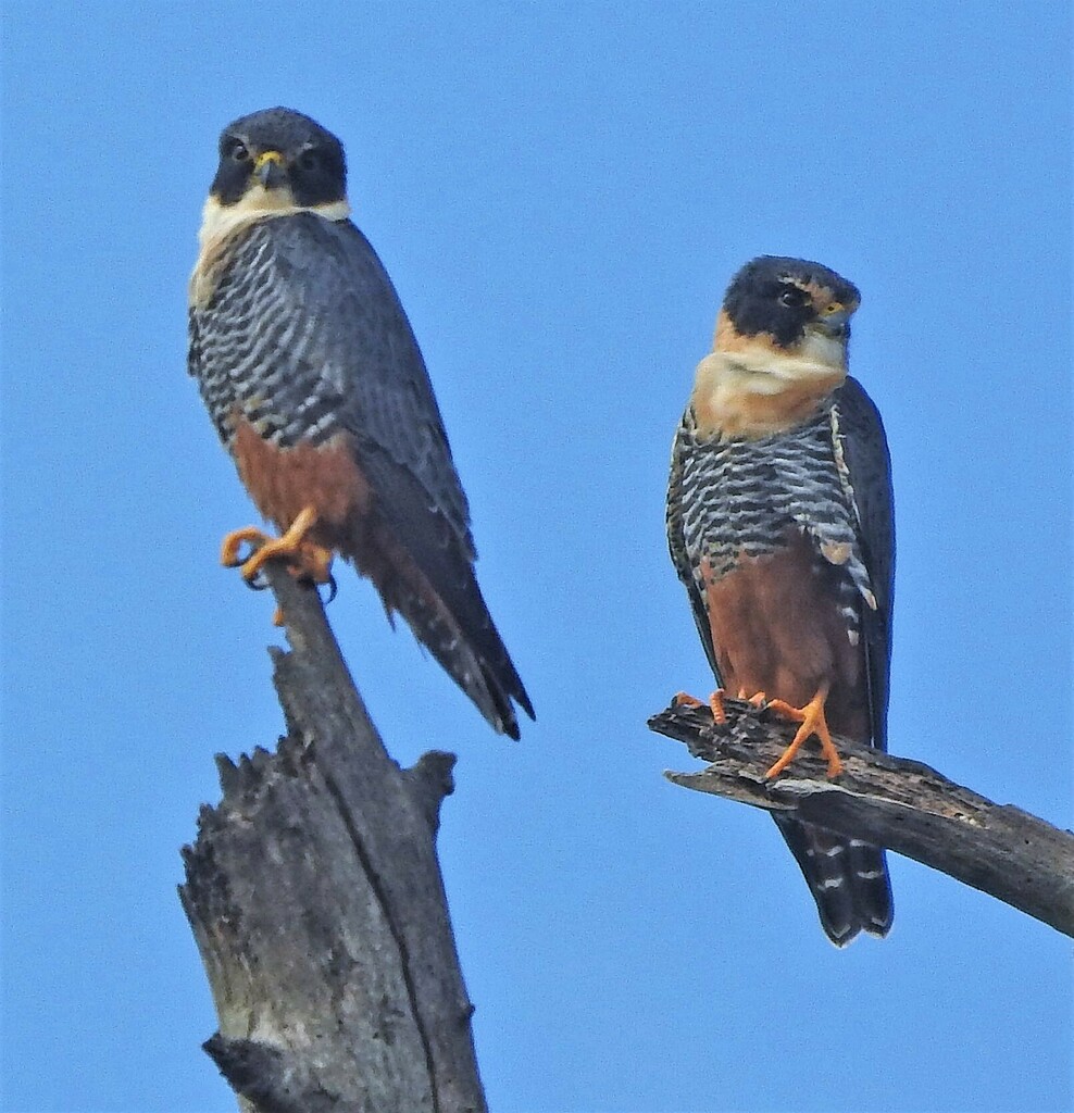 Bat Falcon from Libertador Gral San Martín, Chaco, Argentina on June 22 ...