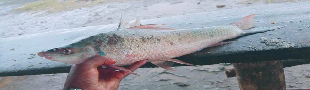 Labeo horie from Gaamo, Ethiopia on June 1, 2023 at 04:54 PM by A ...