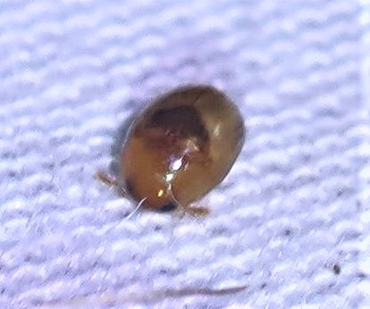 Skeletonizing Leaf and Flea Beetles from 32 Panoramic Drive, Narangba ...