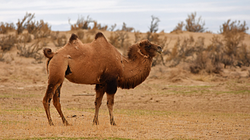 Wild Bactrian Camel in April 2017 by Royle Safaris. Photographer Chris ...