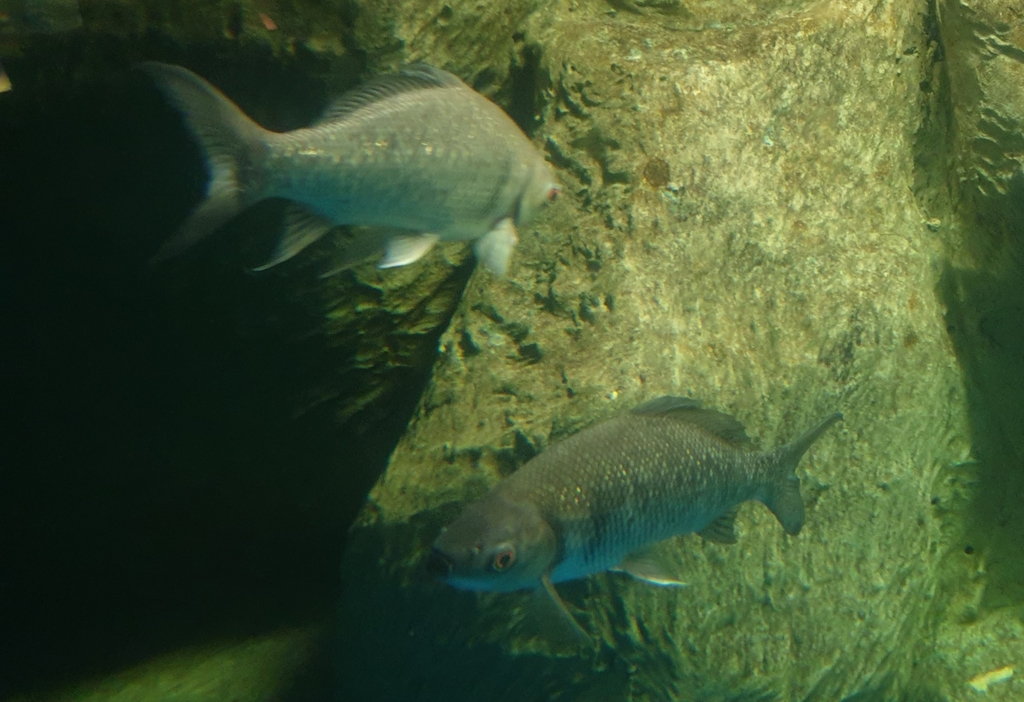 (Osteochilus melanopleura) - Marine Life Identification