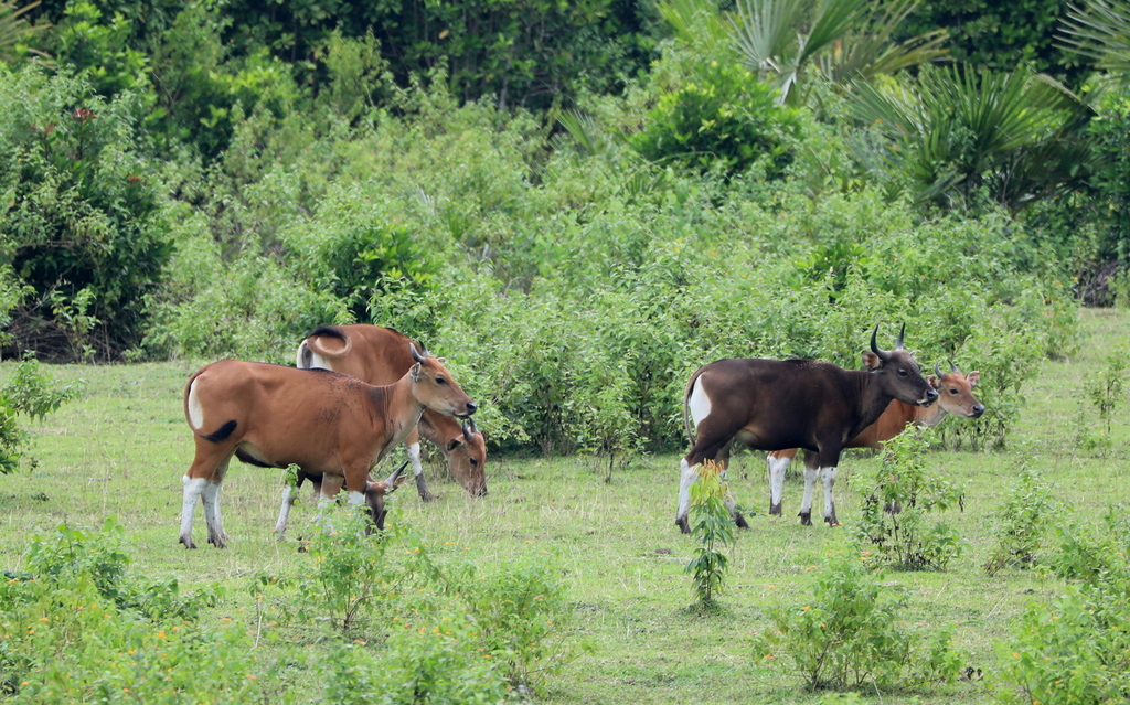 Sunda Banteng in June 2022 by Royle Safaris. Photographer Phil Davison ...