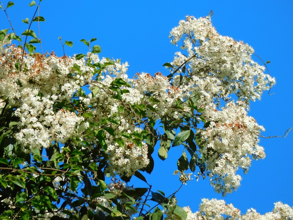 Spanish elm from Gral. José de San Martín, Salta, Argentina on June 19 ...