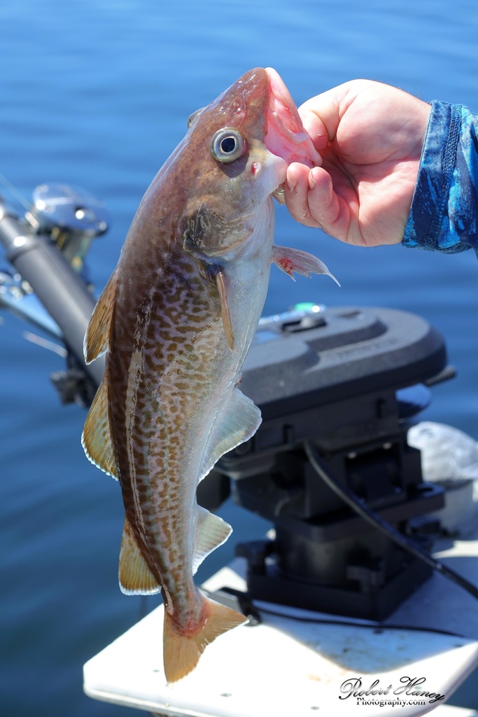 Pacific Cod from North Coast, BC, Canada on June 19, 2023 at 03:03 PM ...
