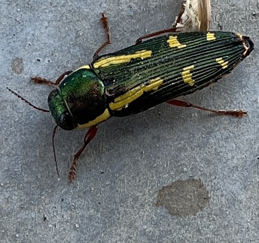 Red-legged Buprestis Beetle from Mutual, OK, US on June 22, 2023 at 10: ...