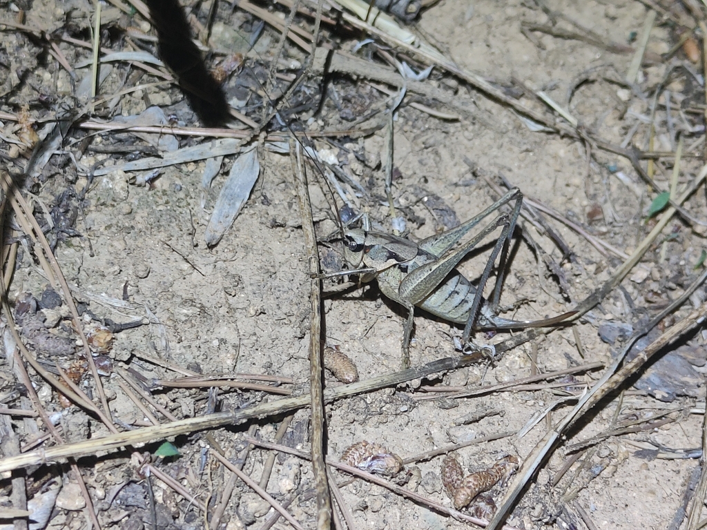 Atlanticus sinensis from 昌平区花果山村 on June 22, 2023 at 09:01 PM by ...