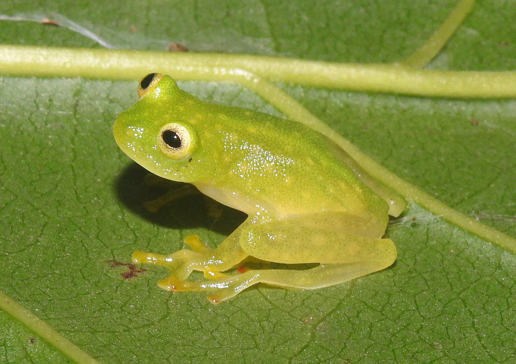 Rana de Cristal Norteña (Catálogo de observaciones ) · iNaturalist
