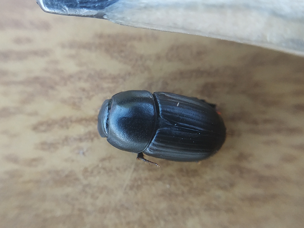 Colobopterus erraticus from Драбовский район, Черкасская область ...